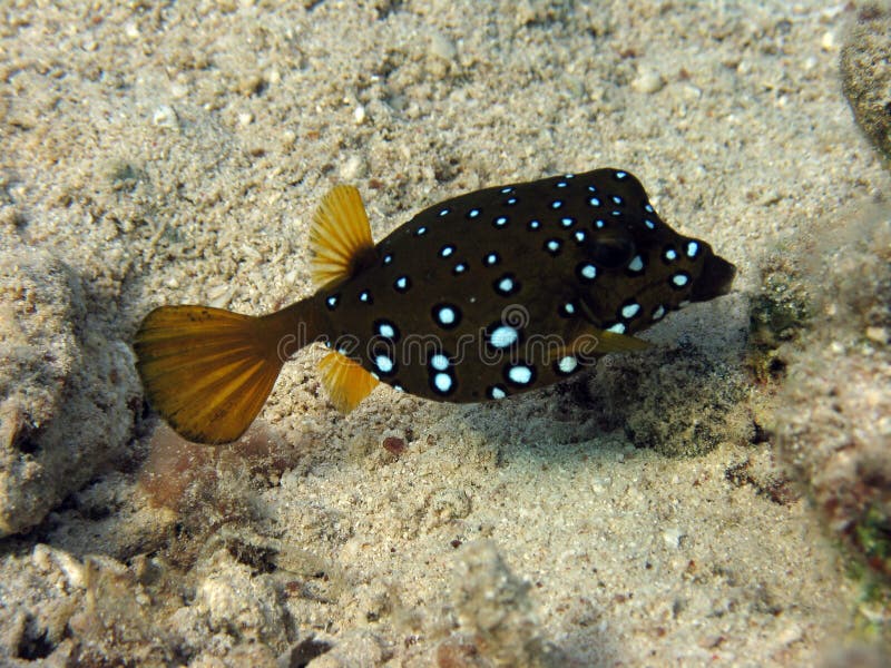Cube Boxfish stock photo. Image of marine, dream, reef - 1228758
