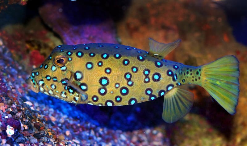 Cube Trunkfish (Adult) - Ostracion Cubicus Stock Image - Image of coral ...
