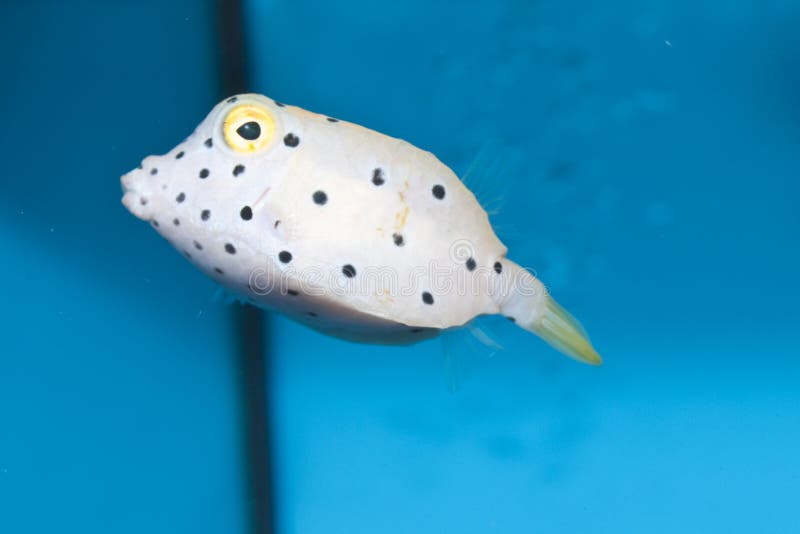 Cube Yellow Boxfish in Aquarium Stock Image - Image of underwater ...