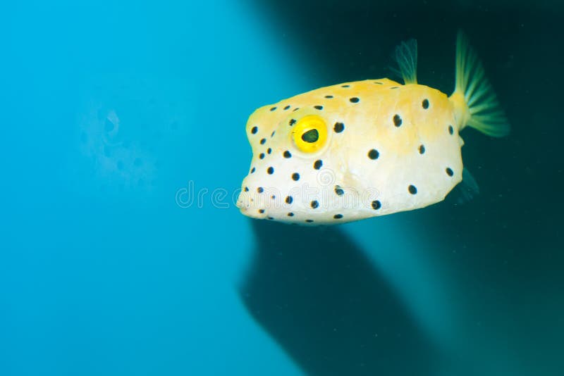 Cube, Yellow, Polka Dots Boxfish Stock Photo - Image of ocean, yellow ...