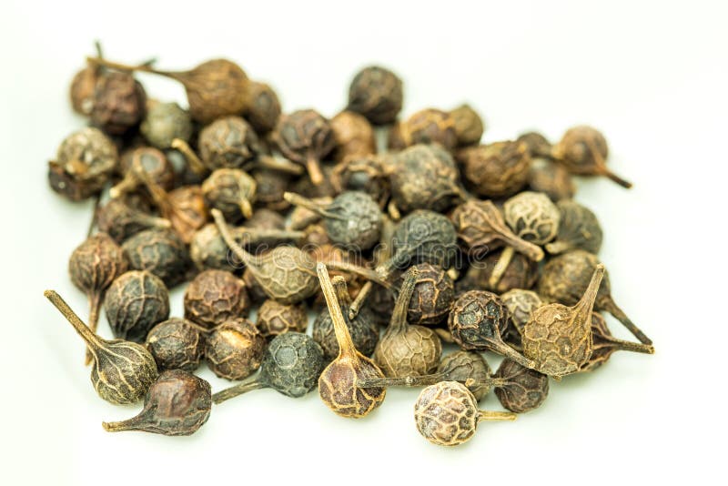 Cubeba Piper Plant Stock Photos - Free & Royalty-Free Stock Photos from ...