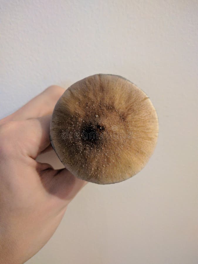 P Cubensis Stock Photos - Free & Royalty-Free Stock Photos from Dreamstime