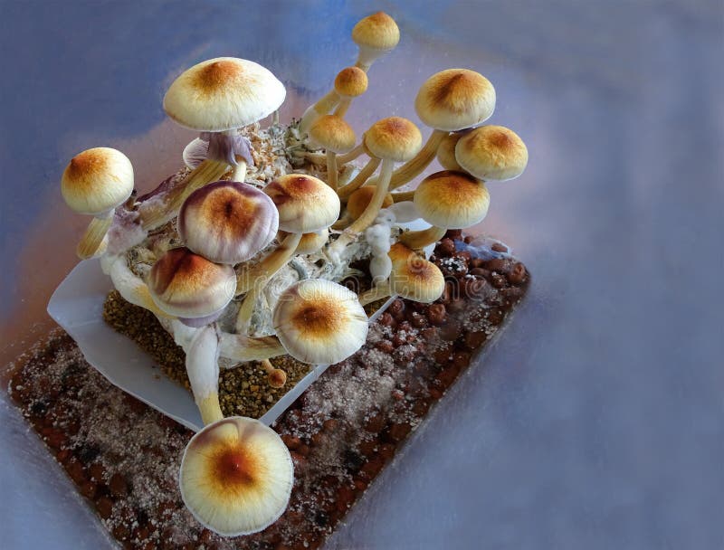 Psilocybe Cubensis Cultivo De Hongos Macro Psilocybe Cubensis ...