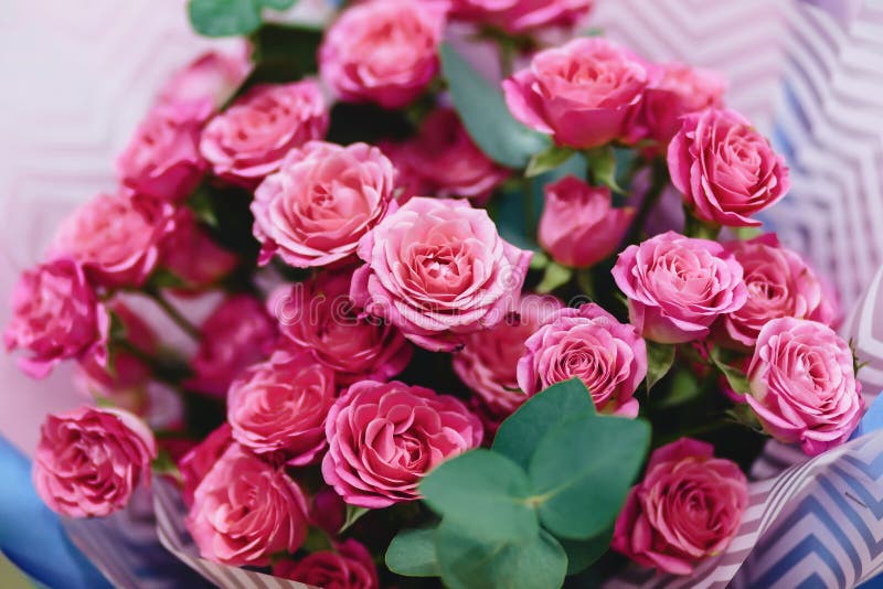 Cubeta De Rosa Arbusto No Backround Simples Foto de Stock - Imagem de ...