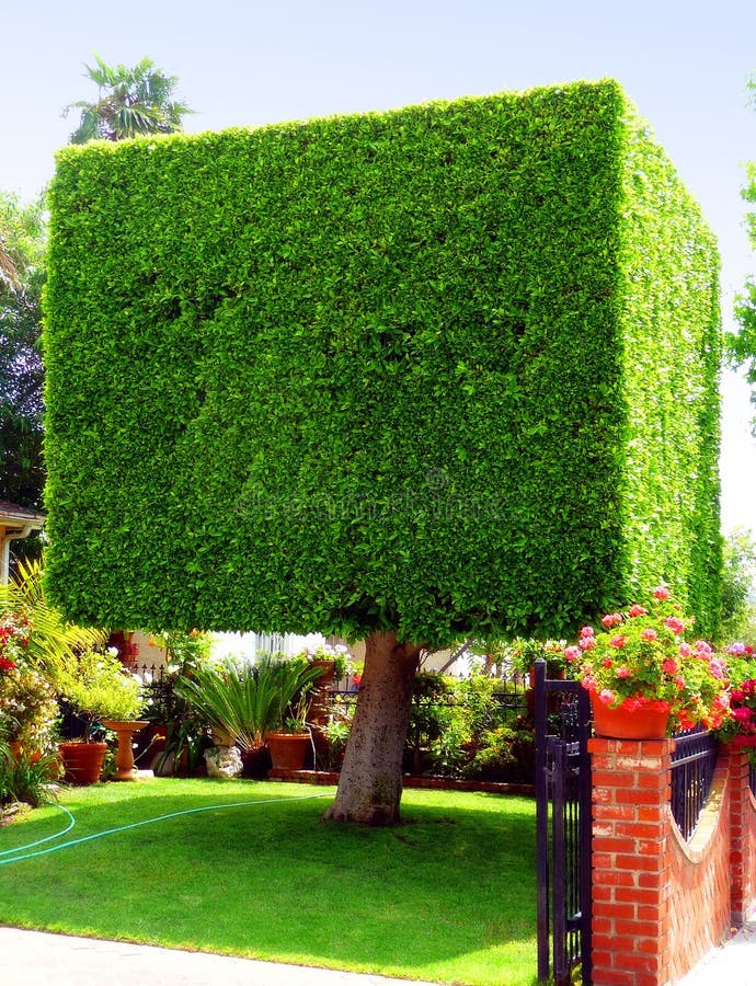 Cubic shaped tree stock image. Image of nature, forest - 53231163