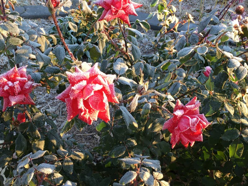 Cubierta De Rosa De Escarcha Imagen de archivo - Imagen de rosa ...