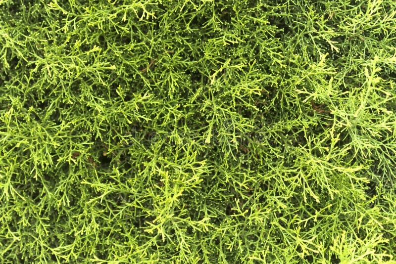 Cubierta verde de cedro foto de archivo. Imagen de cubo - 157215220