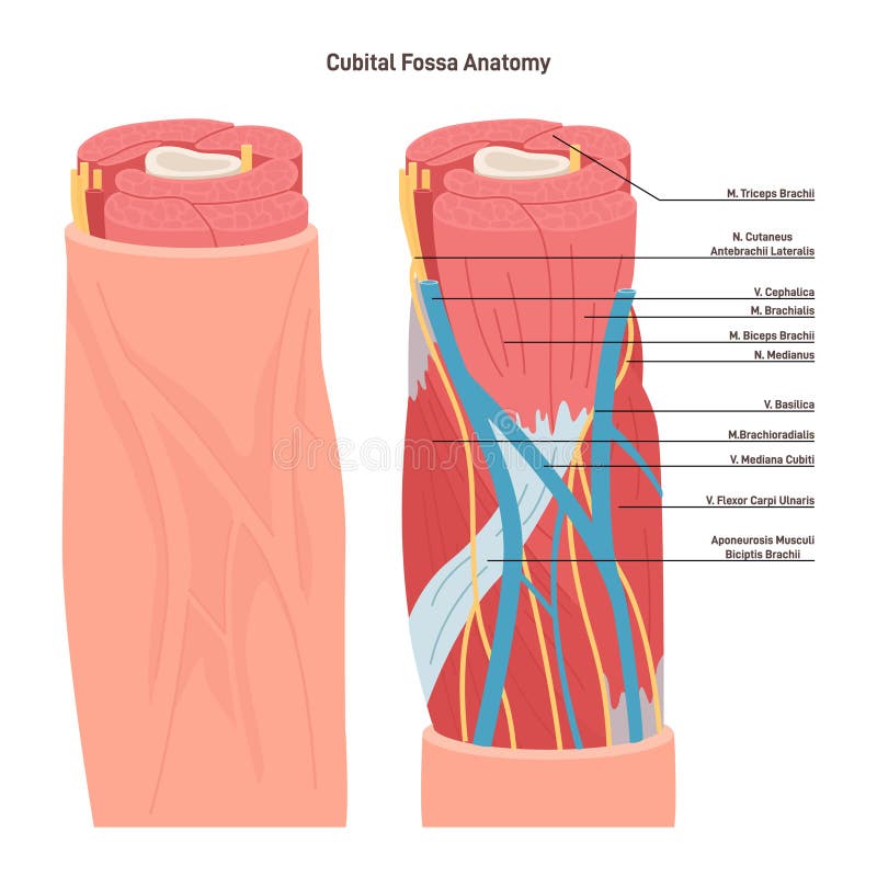 Cubital Fossa Anatomy. Triangular-shaped Depression, Located between ...