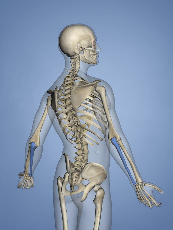 Cubitus, Squelette Humain, Modèle 3D Illustration Stock - Illustration ...