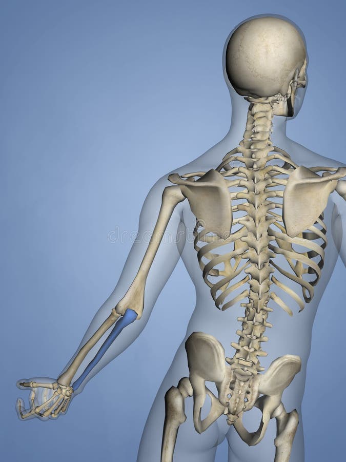 Cubitus, Squelette Humain, Modèle 3D Illustration Stock - Illustration ...