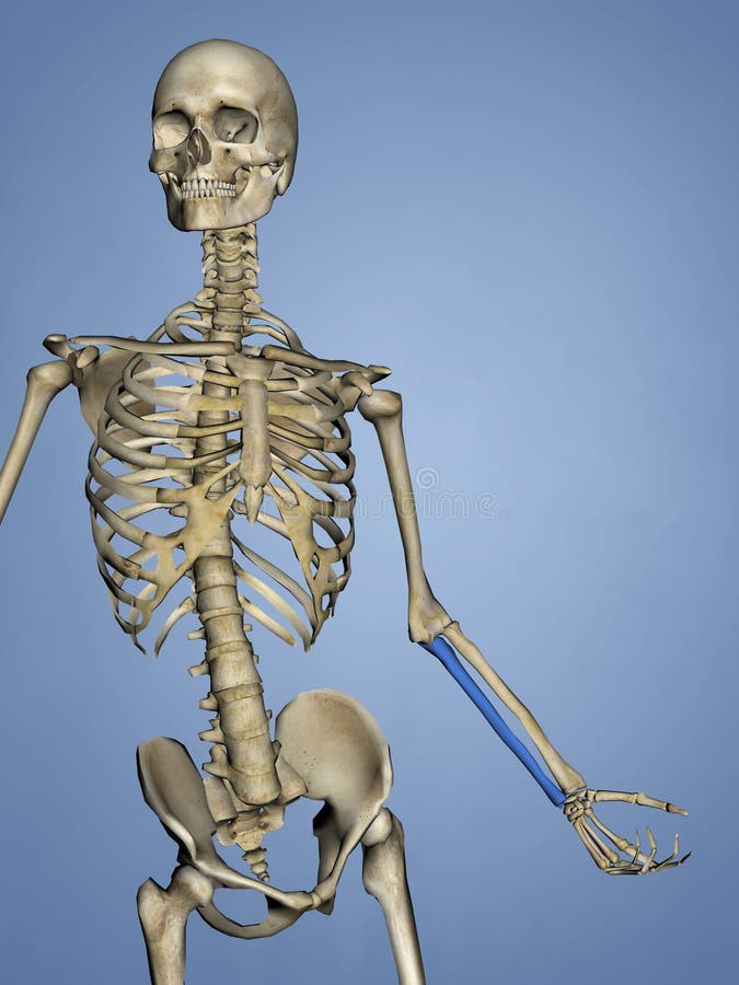 Cubitus Stock Illustrations, Vecteurs, & Clipart – (5,312 Stock ...