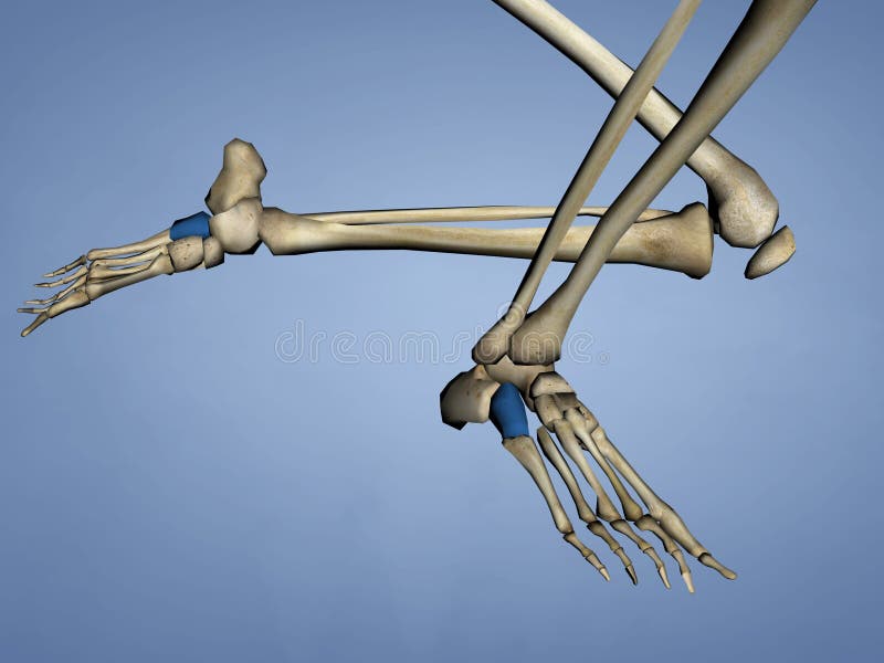 Cuboid Bone Anatomy With Circulatory System Stock Illustration ...