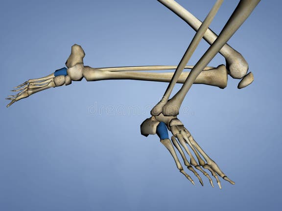 Cuboid Bone, 3D Model stock illustration. Illustration of cuboid - 96048419