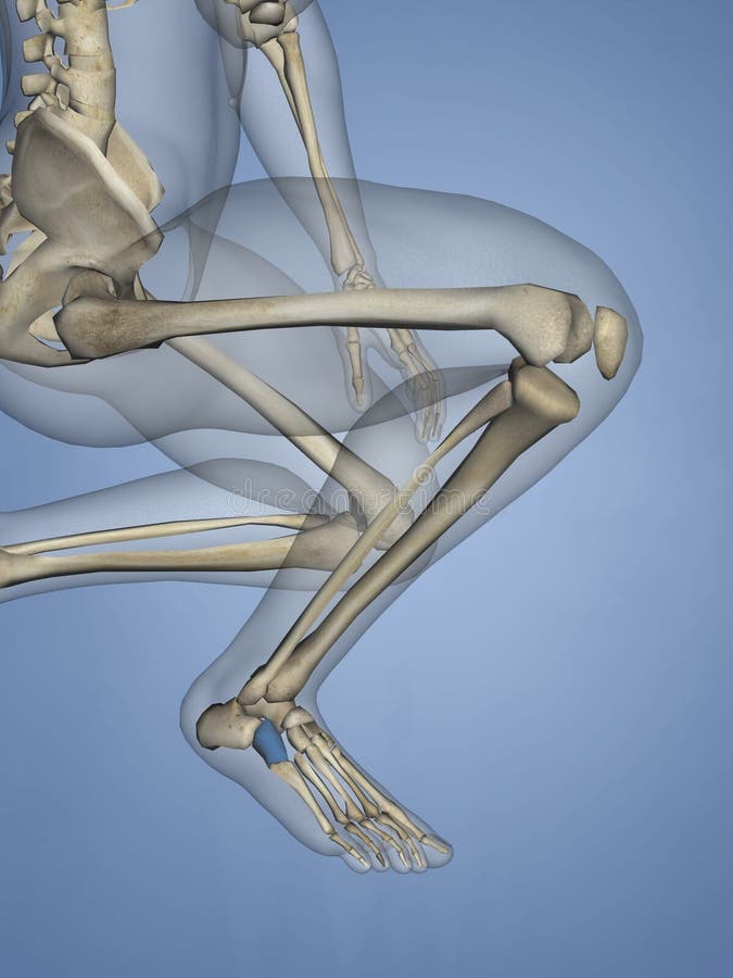 Cuboid Bone, 3D Model stock illustration. Illustration of human - 96048450