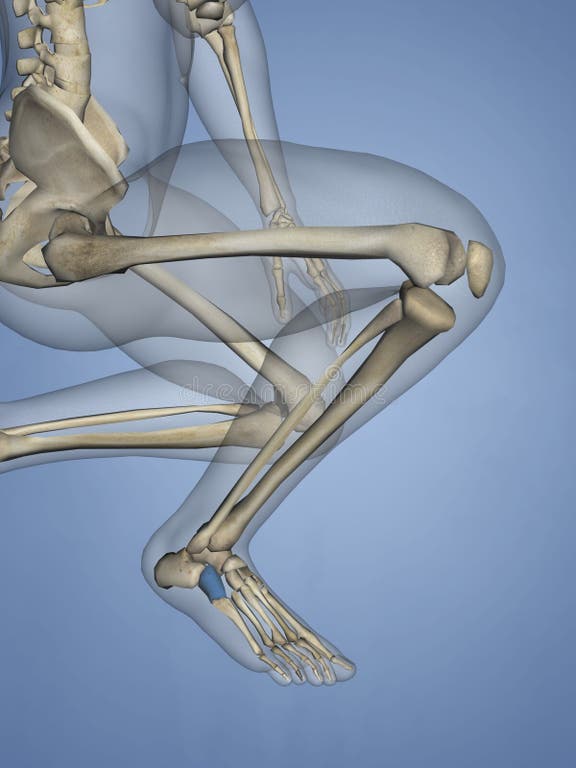 Cuboid Bone, 3D Model stock illustration. Illustration of figure - 96048422