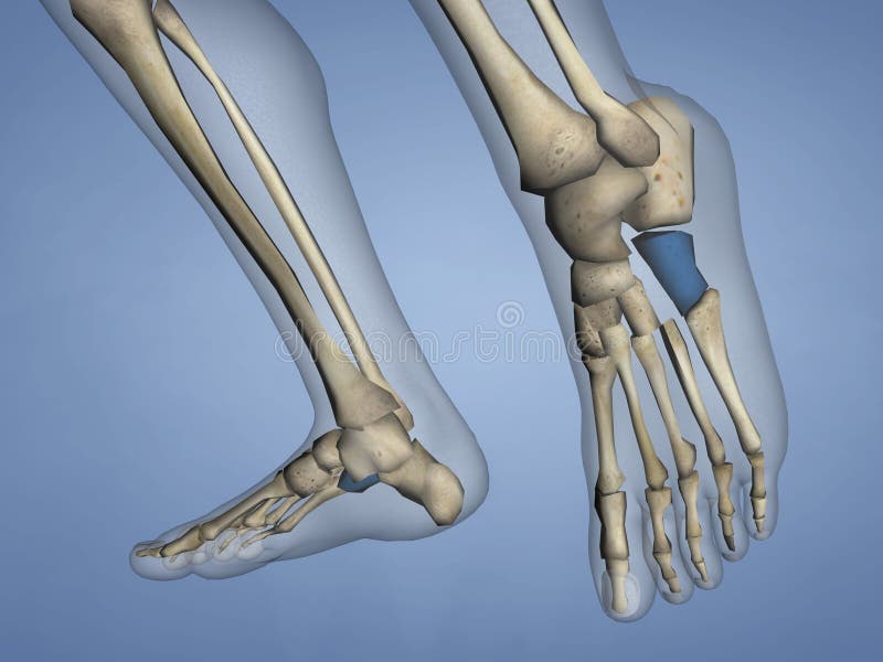 The cuboid bone stock illustration. Illustration of structure - 155216609