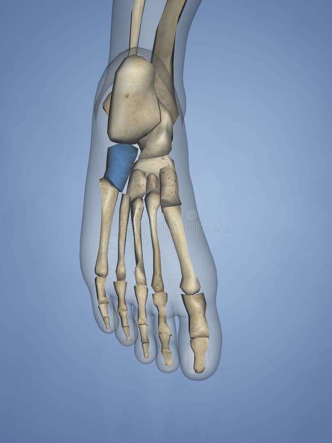 Cuboid Bone, 3D Model stock illustration. Illustration of foot - 96048476