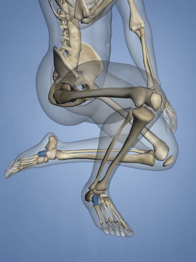 Cuboid Bone, 3D Model stock illustration. Illustration of model - 96048498