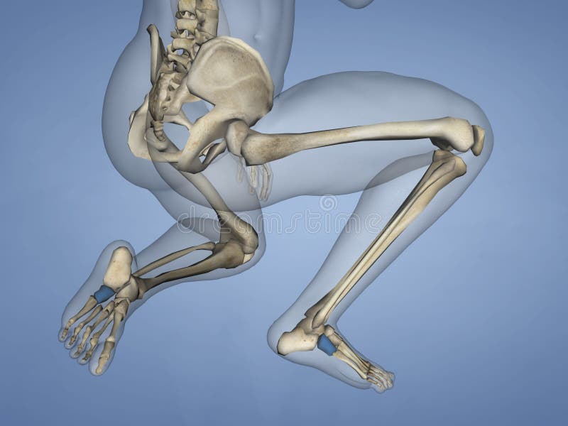 Cuboid Bone, 3D Model stock illustration. Illustration of body - 96048546
