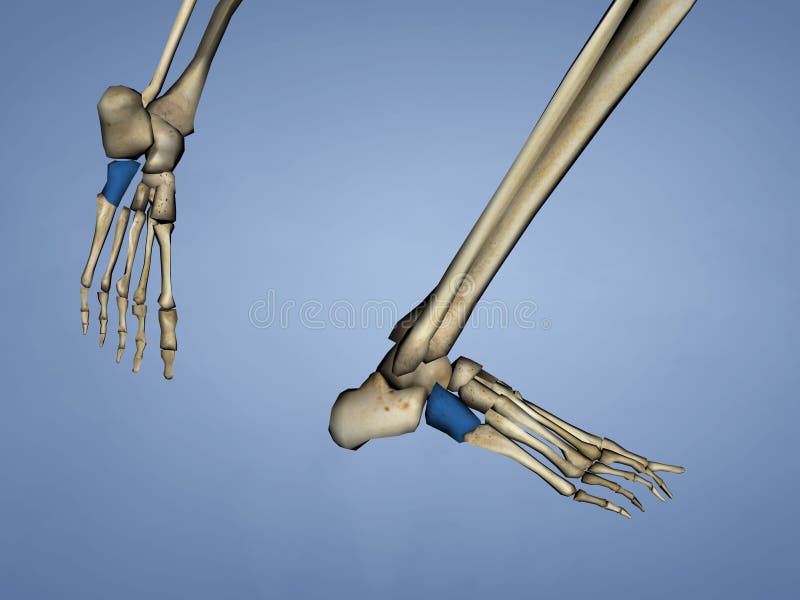 Cuboid Bone, 3D Model stock illustration. Illustration of human - 96048450