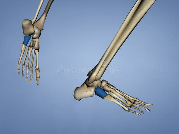 Cuboid Bone, 3D Model stock illustration. Illustration of medical ...