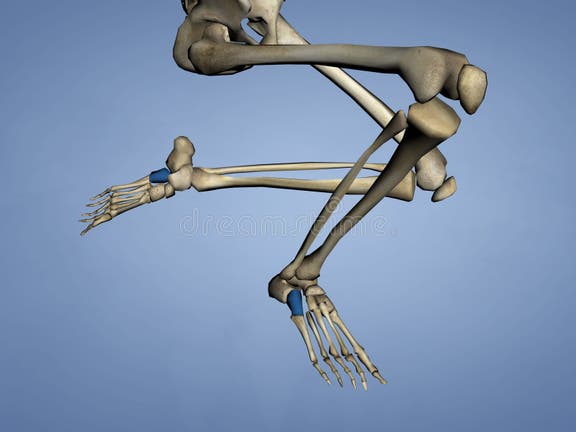 Cuboid Bone, 3D Model stock illustration. Illustration of cuboid - 96048611