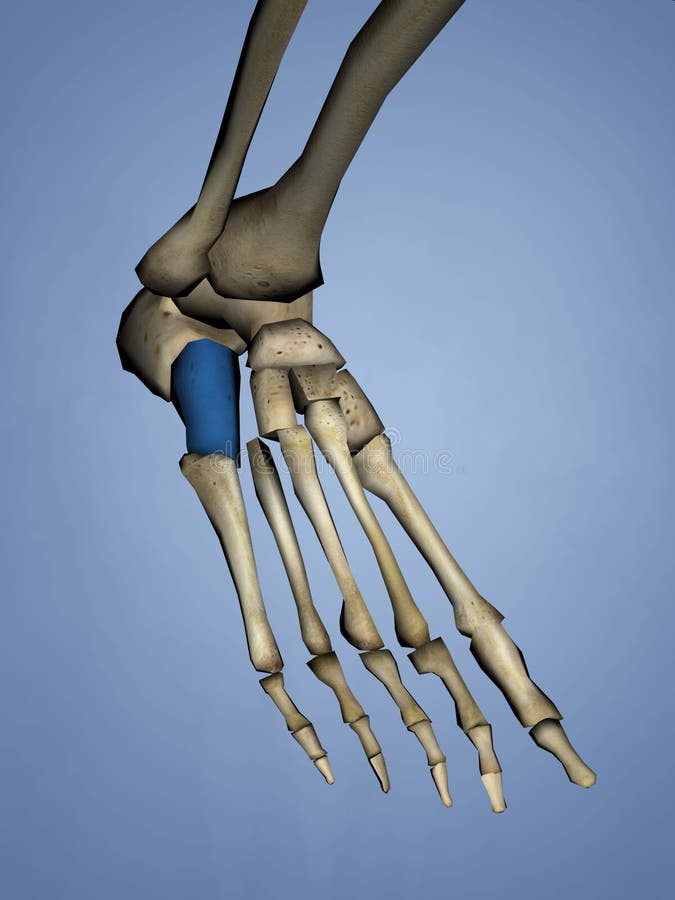 Cuboid Bone, 3D Model stock illustration. Illustration of bones - 96048630