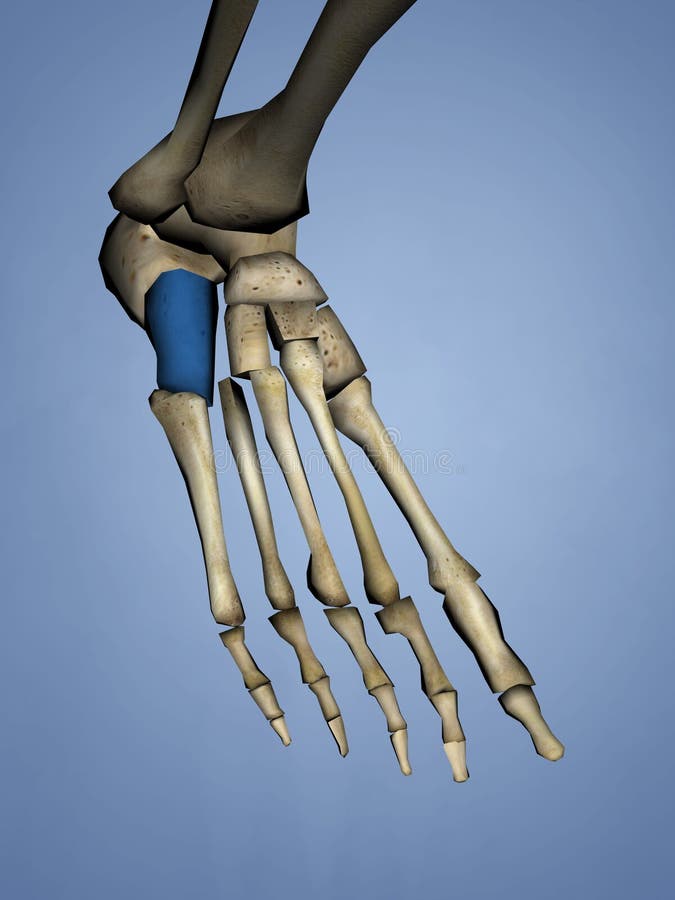 Cuboid Bone, 3D Model stock illustration. Illustration of cuboid - 96048688