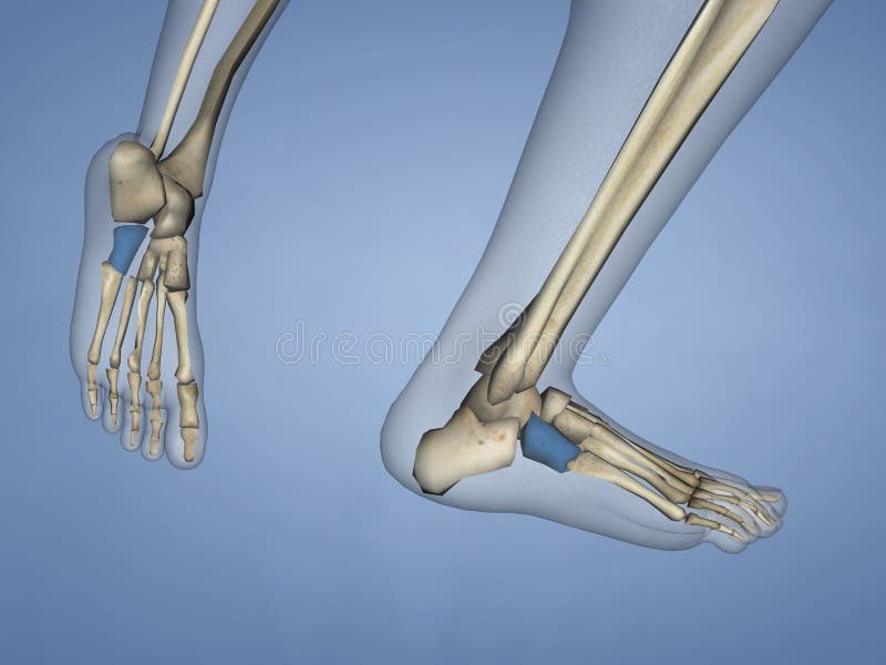 Cuboid Bone, 3D Model stock illustration. Illustration of human - 96048450