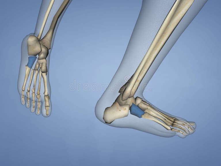 Cuboid Bone, 3D Model stock illustration. Illustration of model - 96048738
