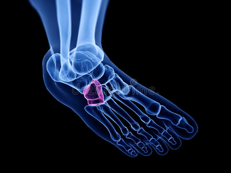 Cuboid Bone, 3D Model stock illustration. Illustration of human - 96048450