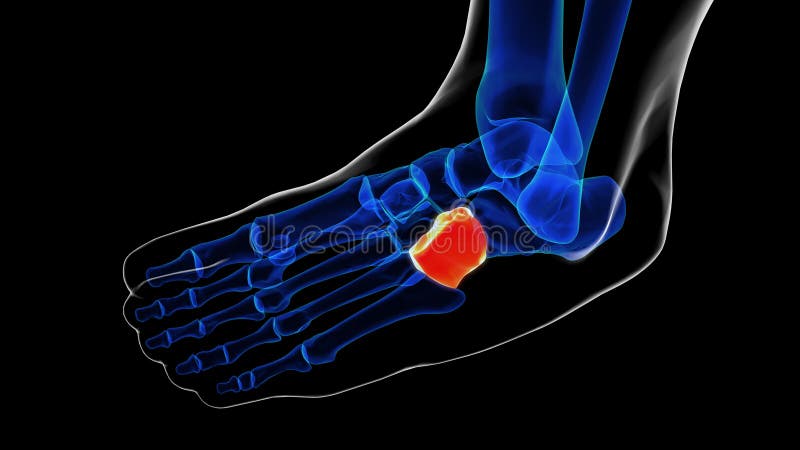 Cuboid Bone Foot Bones Anatomy for Medical Concept 3D Rendering Stock ...