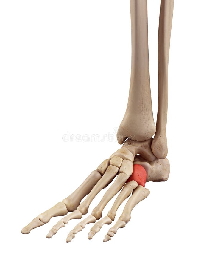 Cuboid Bone, 3D Model stock illustration. Illustration of human - 96048450