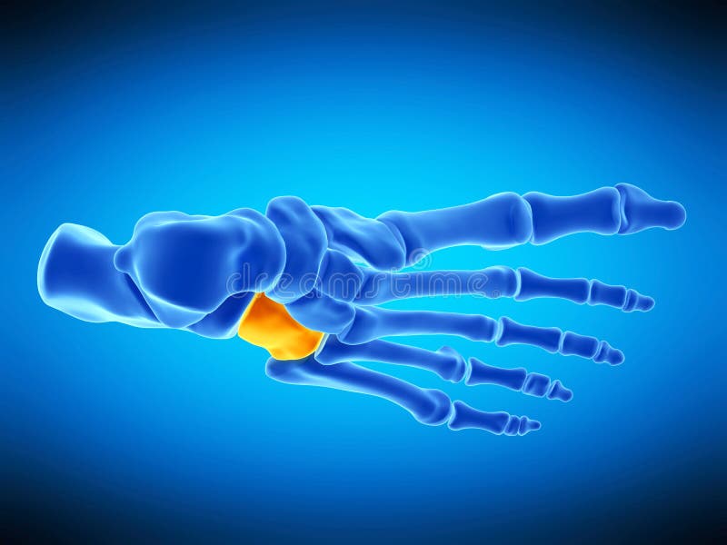 Cuboid Bone, 3D Model stock illustration. Illustration of human - 96048450