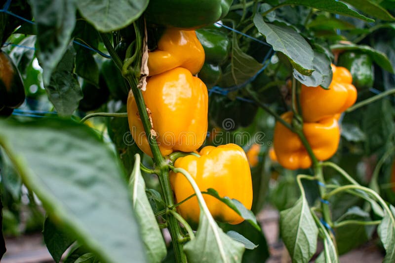 Cuboid Pepper Stock Photos - Free & Royalty-Free Stock Photos from ...