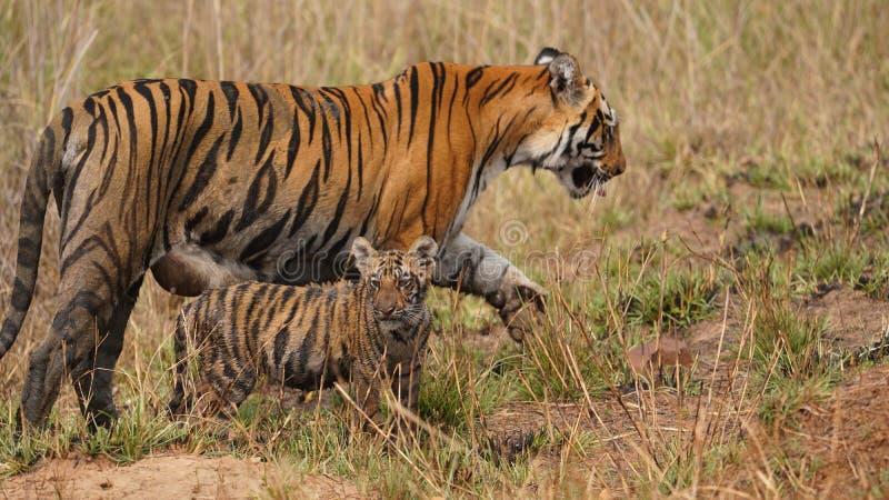 Cubs Following Their Mother Tiger in a Field Stock Image - Image of ...