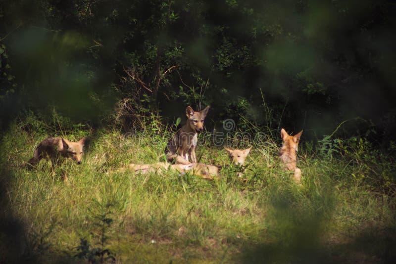 A Coyote Cup Pack in the Forest Stock Photo - Image of grass, wild ...