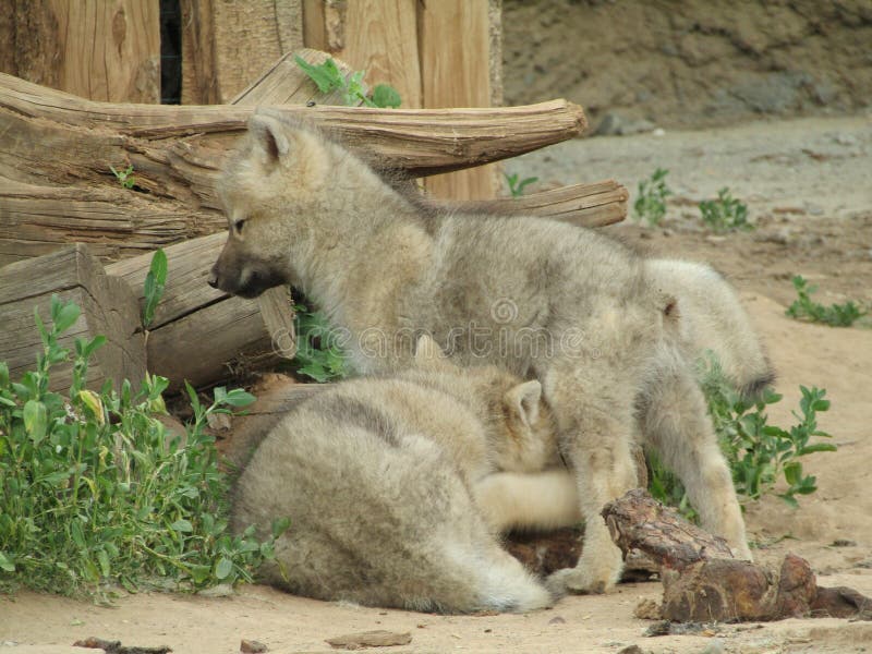 Wolf puppies are playing stock photo. Image of carnivore - 253650340
