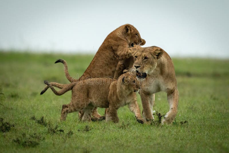 123 Lion Fighting Lioness Stock Photos - Free & Royalty-Free Stock ...