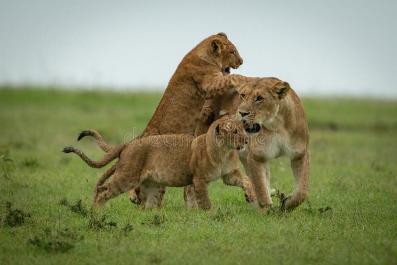 125 Lion Fighting Lioness Stock Photos - Free & Royalty-Free Stock ...