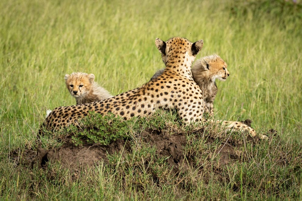 Cubs Sit with Mother on Termite Mound Stock Image - Image of outside ...