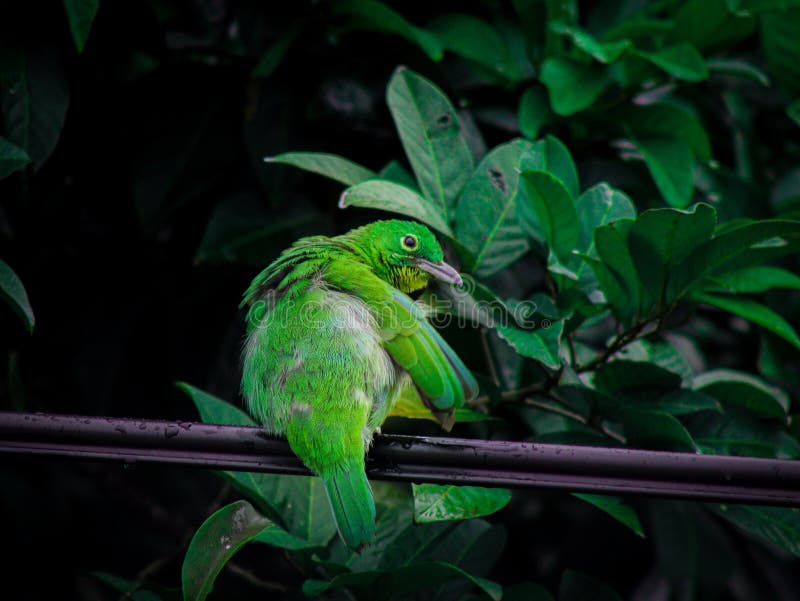 Cucak ijo at above cable stock photo. Image of beak - 208355098