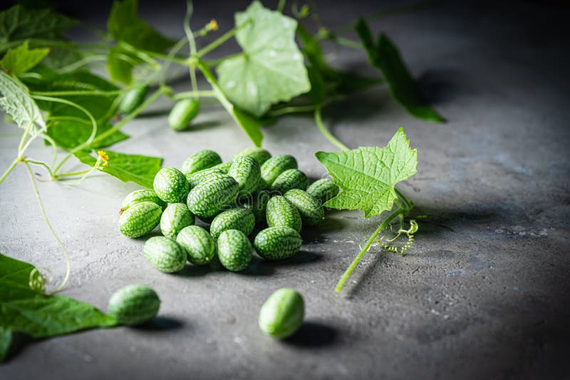 Cucamelon, Melothria Scabra Stock Photo - Image of melon, ripe: 255225748