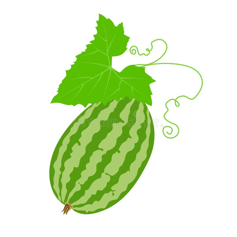 Cucamelon Stock Illustrations – 33 Cucamelon Stock Illustrations ...