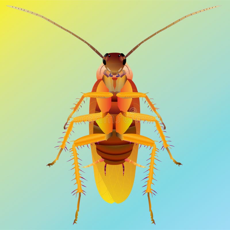 Cucaracha Ilustraciones Stock, Vectores, Y Clipart – (12,870 ...