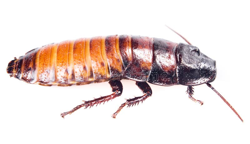 Cucaracha imagen de archivo. Imagen de aislado, antena - 14032989