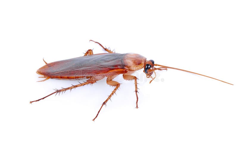 Cucaracha Aislada En El Fondo Blanco Foto de archivo - Imagen de ...