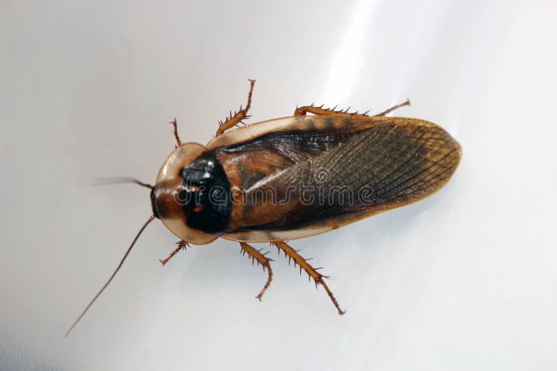 Cucaracha De Blaptica Dubia Foto de archivo - Imagen de brote, planta ...