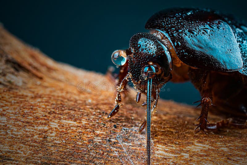 Cucaracha De Insectos De Casa Imagen de archivo - Imagen de alerta ...