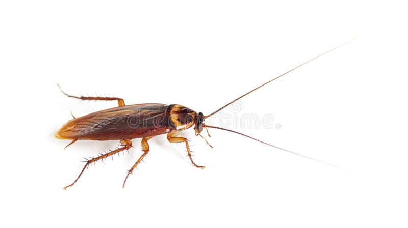 Cucaracha Estadounidense Planeta Periamericana Aislada En Blanco Imagen ...
